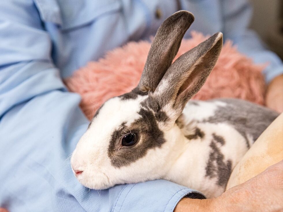 How Bunny Besties Spreads Joy - Woodbury Magazine