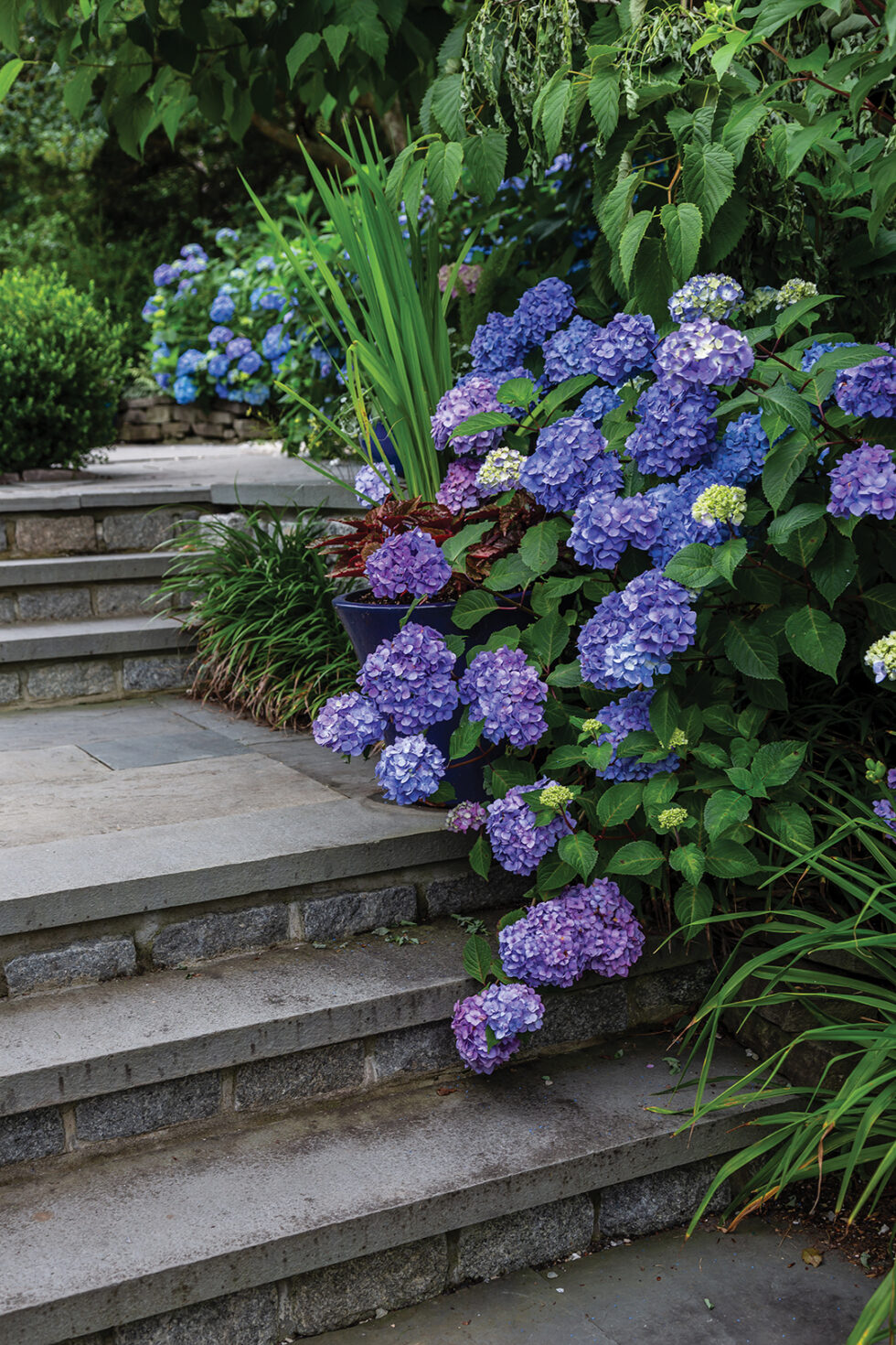An Easy Guide to Hydrangeas - Woodbury Magazine