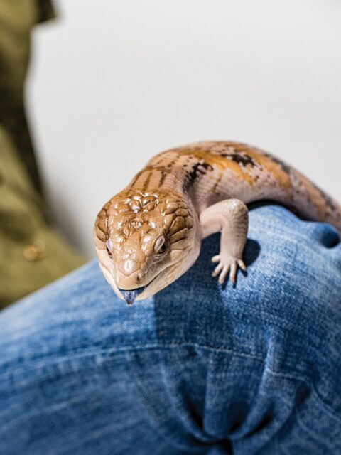 Snake Discovery Explores the Wonderous World of Reptiles - Woodbury ...