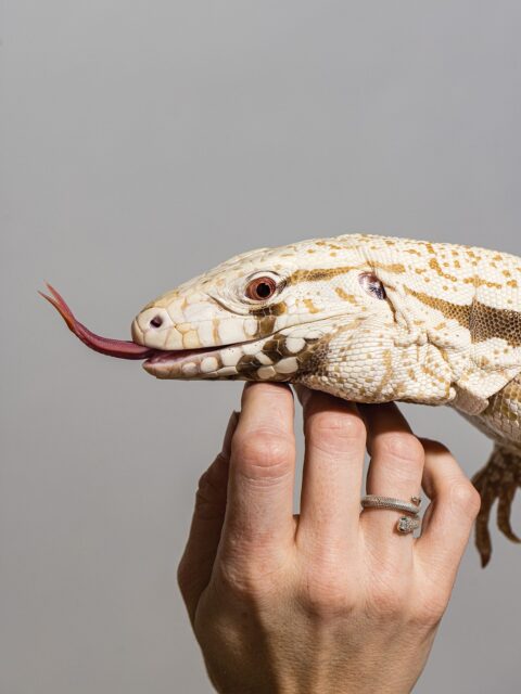 Snake Discovery Explores the Wonderous World of Reptiles - Woodbury ...